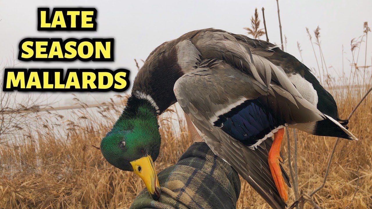 Late Season Open Water Duck Hunt | ShotKam Duck Hunting 2021 - YouTube