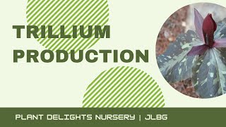 Trillium Production at Plant Delights Nursery