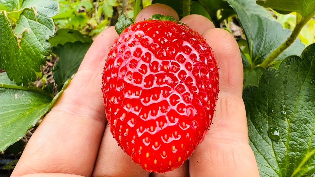 TRANSPLANTE DE MUDAS DE MORANGO SAN ANDREAS - YouTube