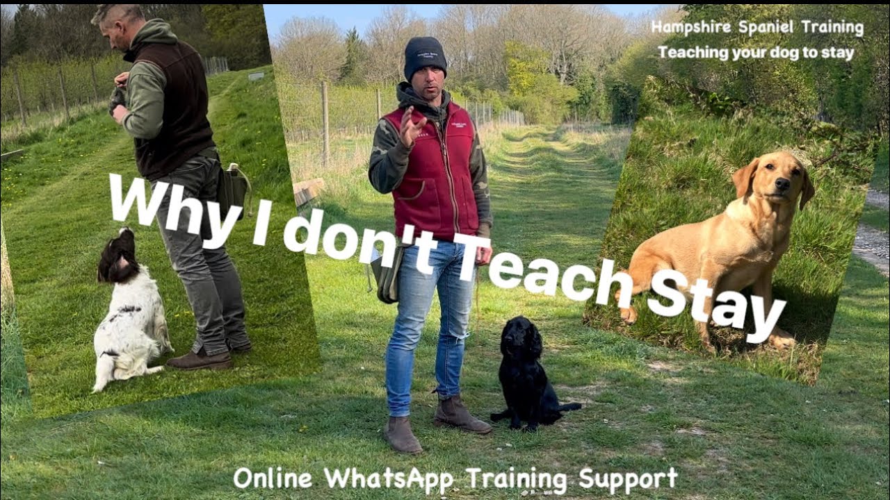 Training Your Dog to "Stay" (How to Teach Your Dog the "Stay" Command ...