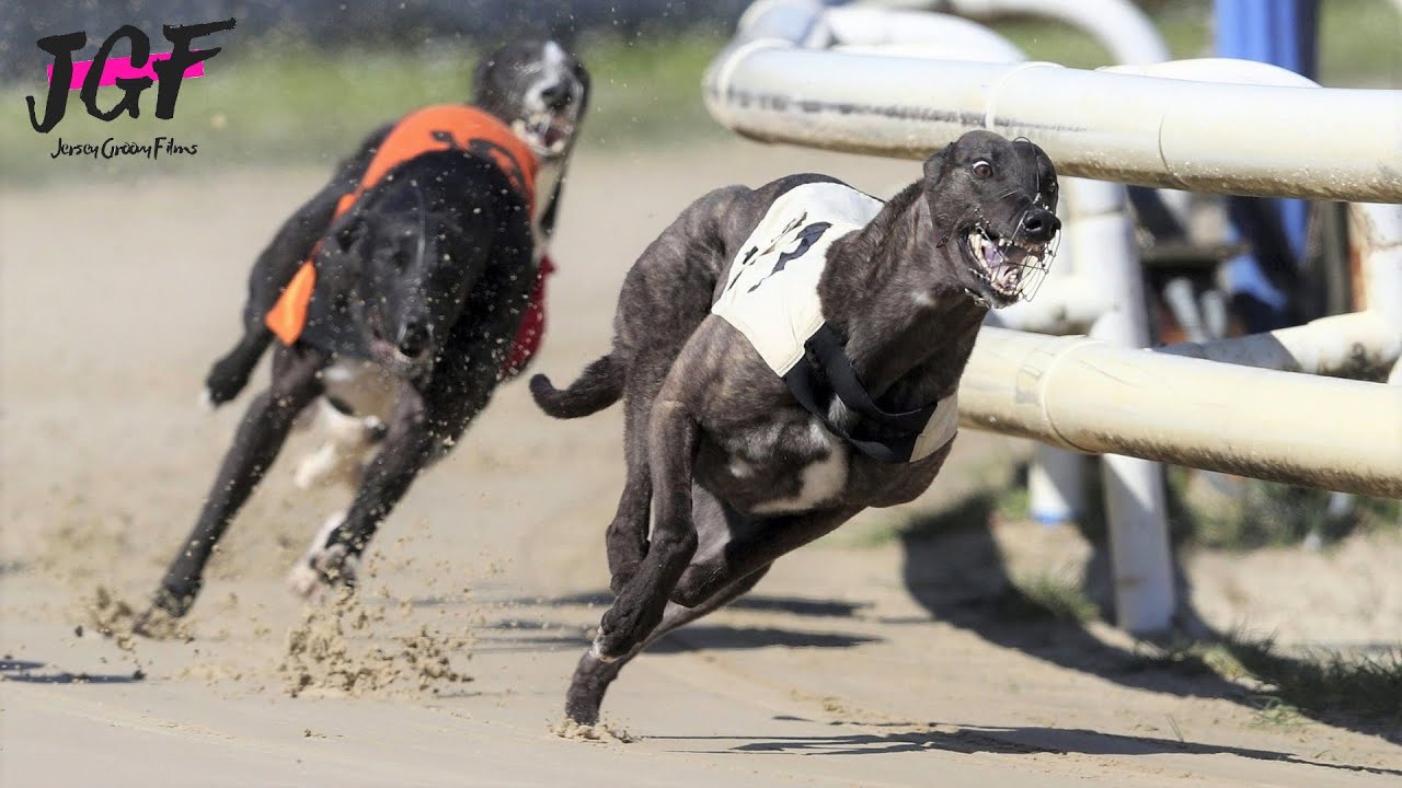 Greyhound Racing - Champions - Track race 686m 🏆 - YouTube