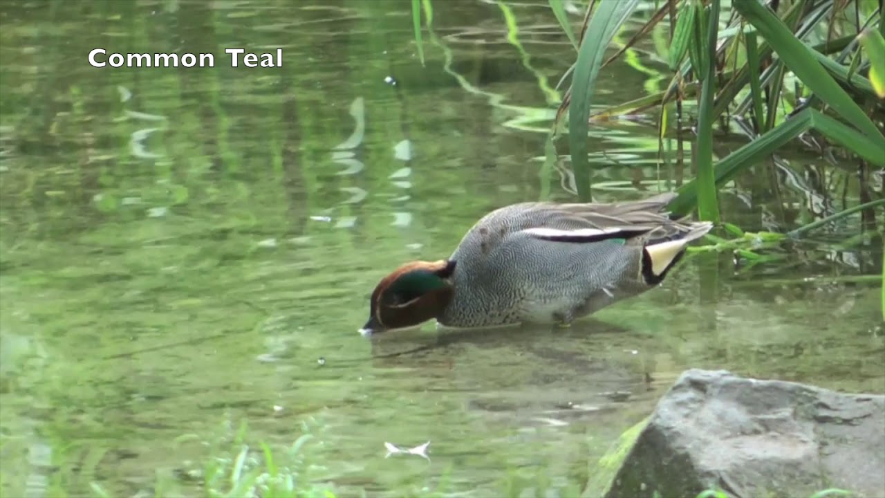Common Teal - YouTube