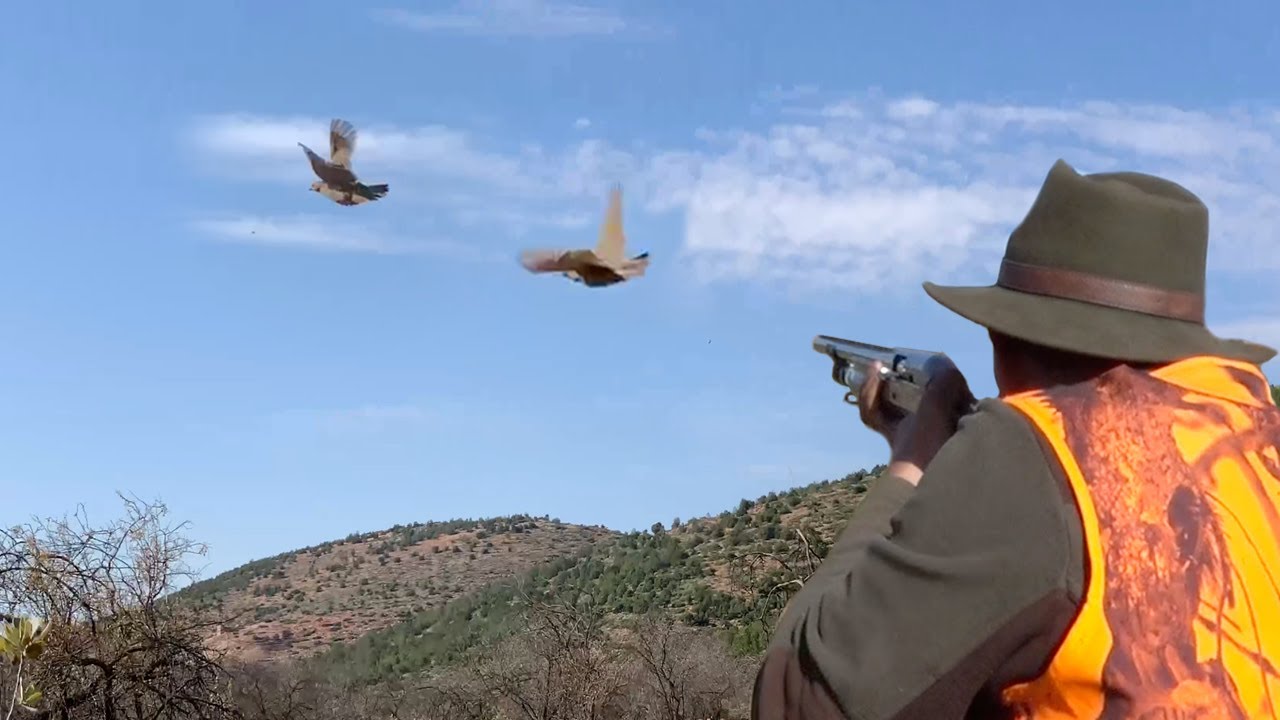 Chasse Au Perdrix et Lièvre Au Maroc (2020-2021) | AZILAL PARTIE II ...