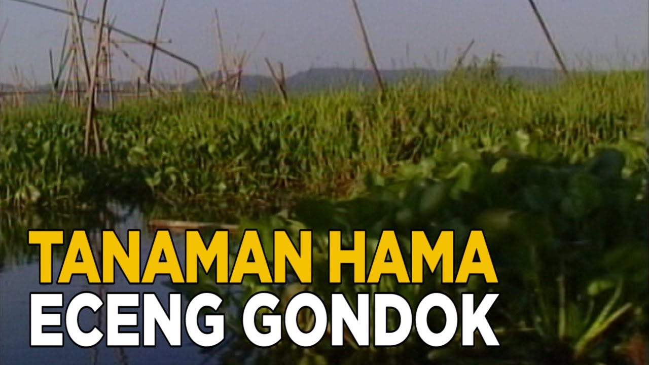 Eceng Gondok tanaman yang dibenci sekaligus disukai | JELAJAH - YouTube