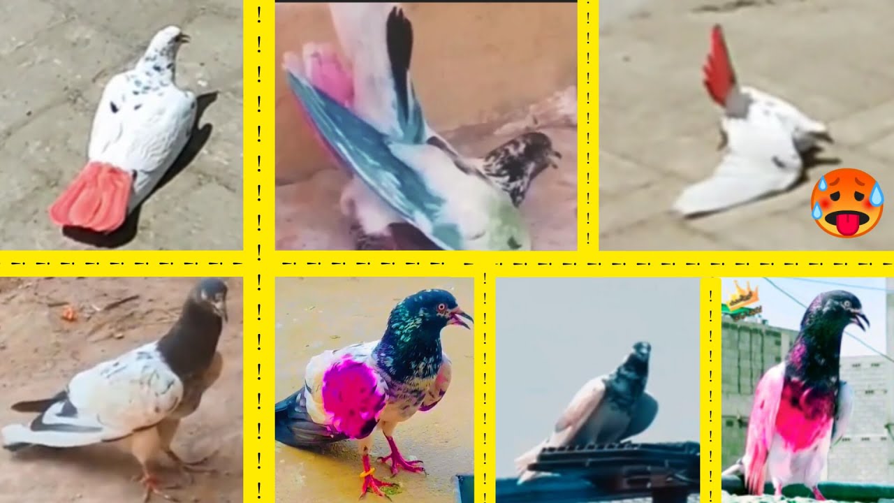 Kabootar Landing | Amazing Pigeon Flying & Landing Moments | Kabootar ...