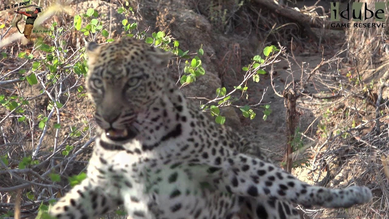 Female Leopard Charges Between Pairing Sessions: WILDlife | Adventures ...