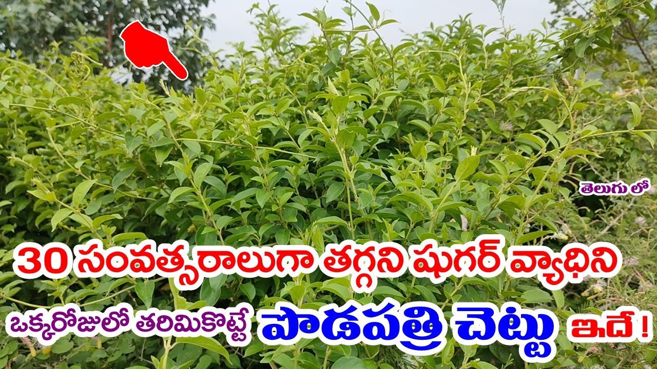 ౩౦ సంవత్సరాలు గా తగ్గని షుగర్ వ్యాధిని ఒక్కరోజులో తగ్గించే పొడపత్రి ...