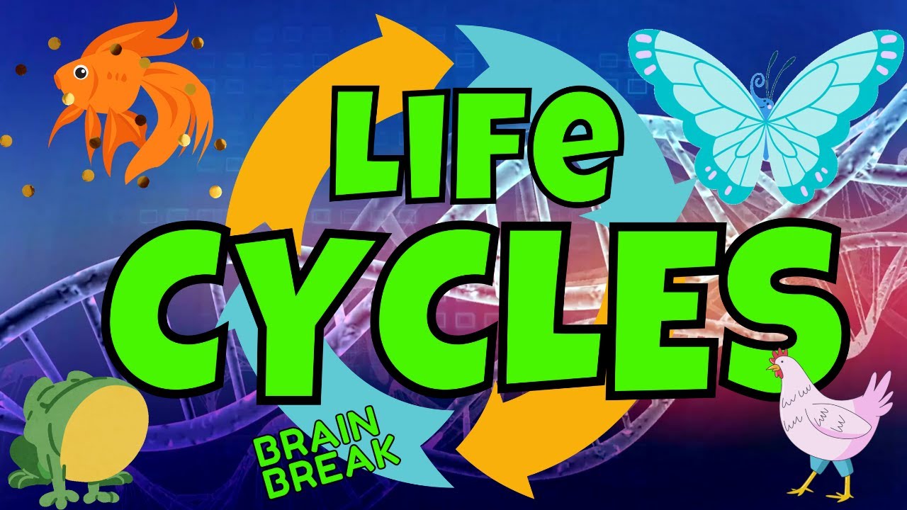 LIFE CYCLES: BRAIN BREAK EXERCISE. SCIENCE AND MOVEMENT. FIND THE ...