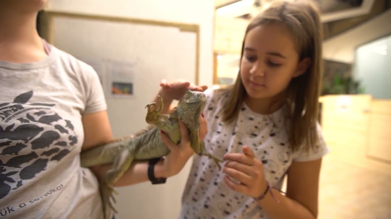 Monster Fish Zoo - Egzotikus Mini Állatkert az AsiaCenterben - YouTube