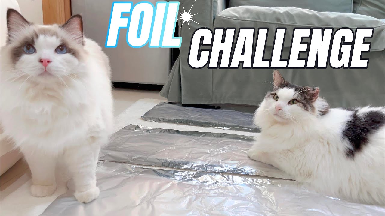 Do Cats Walk On Foil? Let's Find OUT | Mypawsntails Funny Cats Video ...