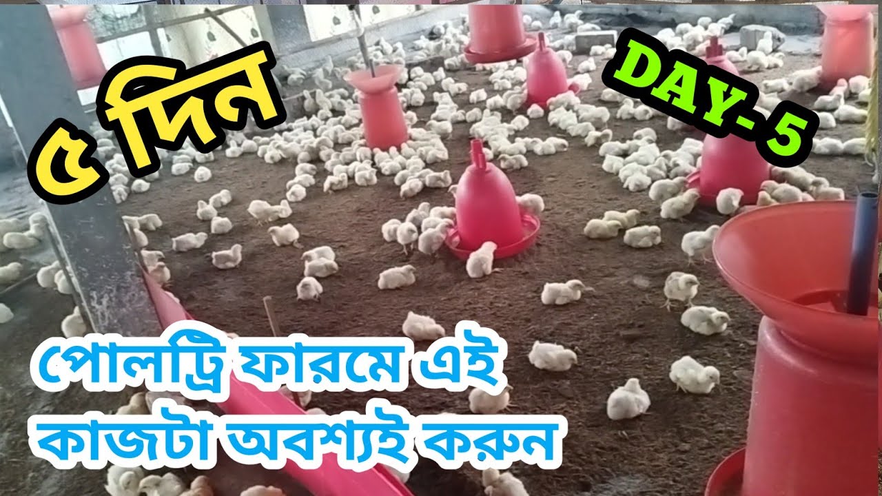 ৫ দিন বয়সে পোলট্রি ফারমে কি কাজ করতে হবে। DAY- 5 Broiler Poultry ...