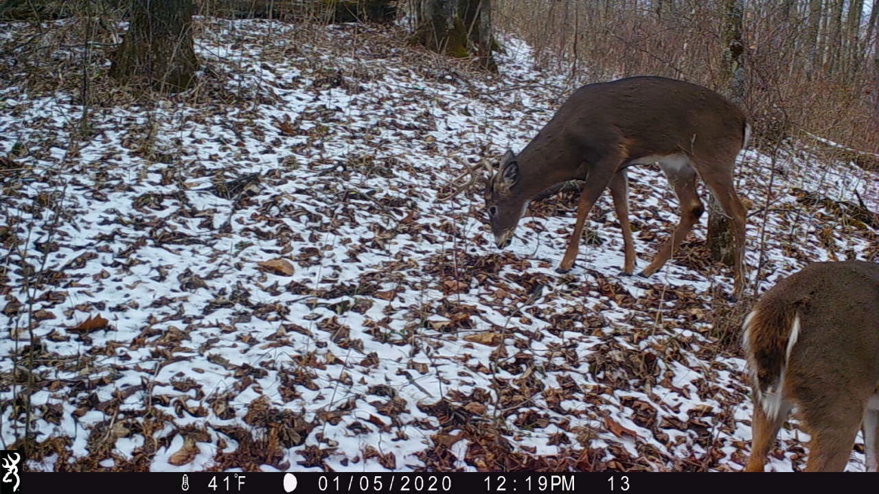 Small Bucks - YouTube