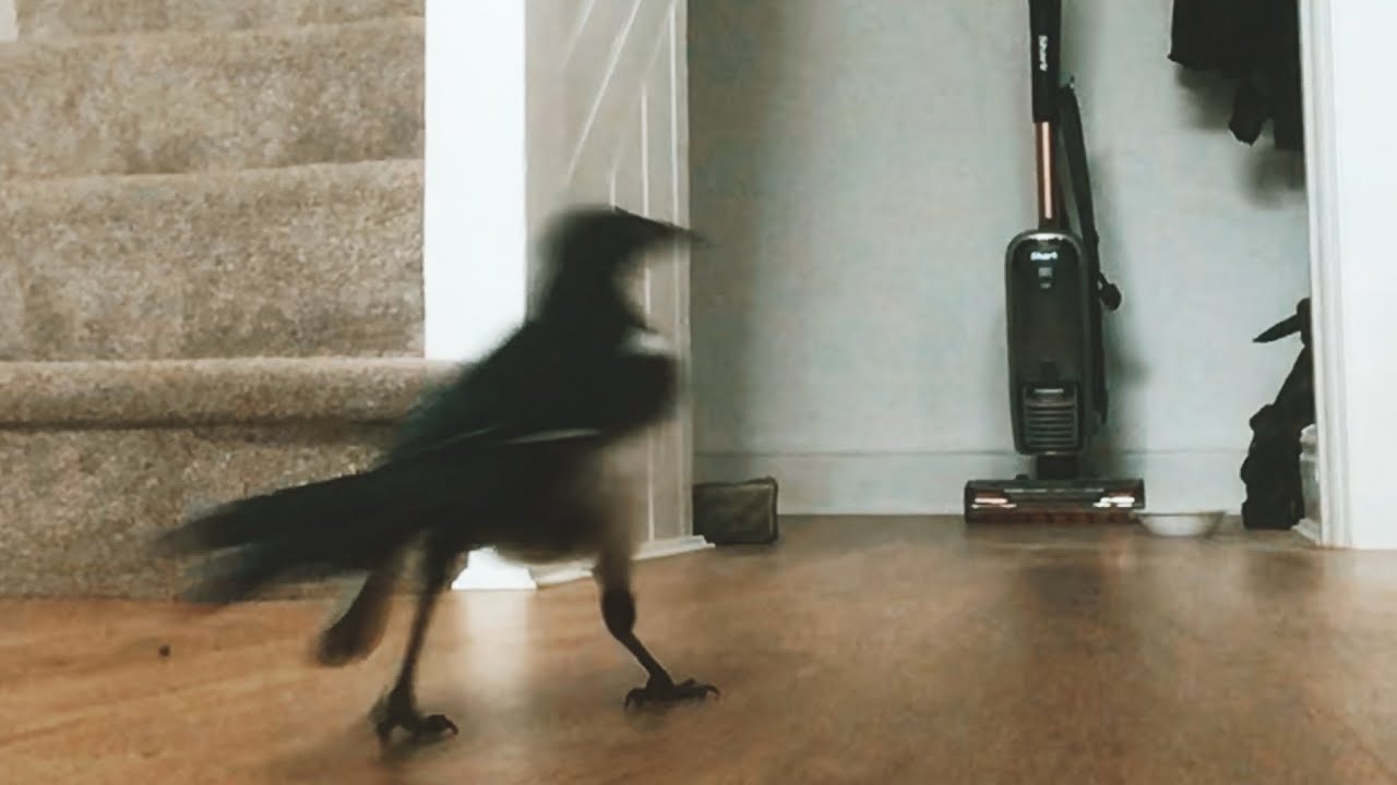 The Magpie Incident - YouTube