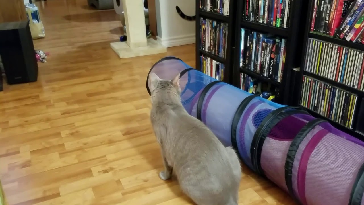 How to Launch a Cat - YouTube
