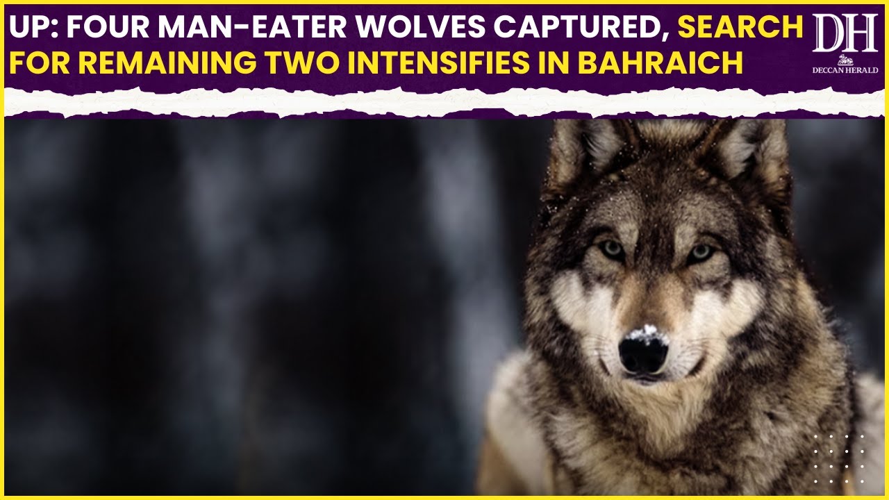 UP wolf attack: Four man-eater wolves captured, search for remaining ...