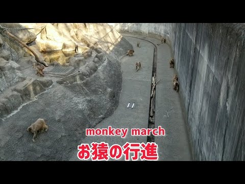 お猿の行進 monkey march - YouTube