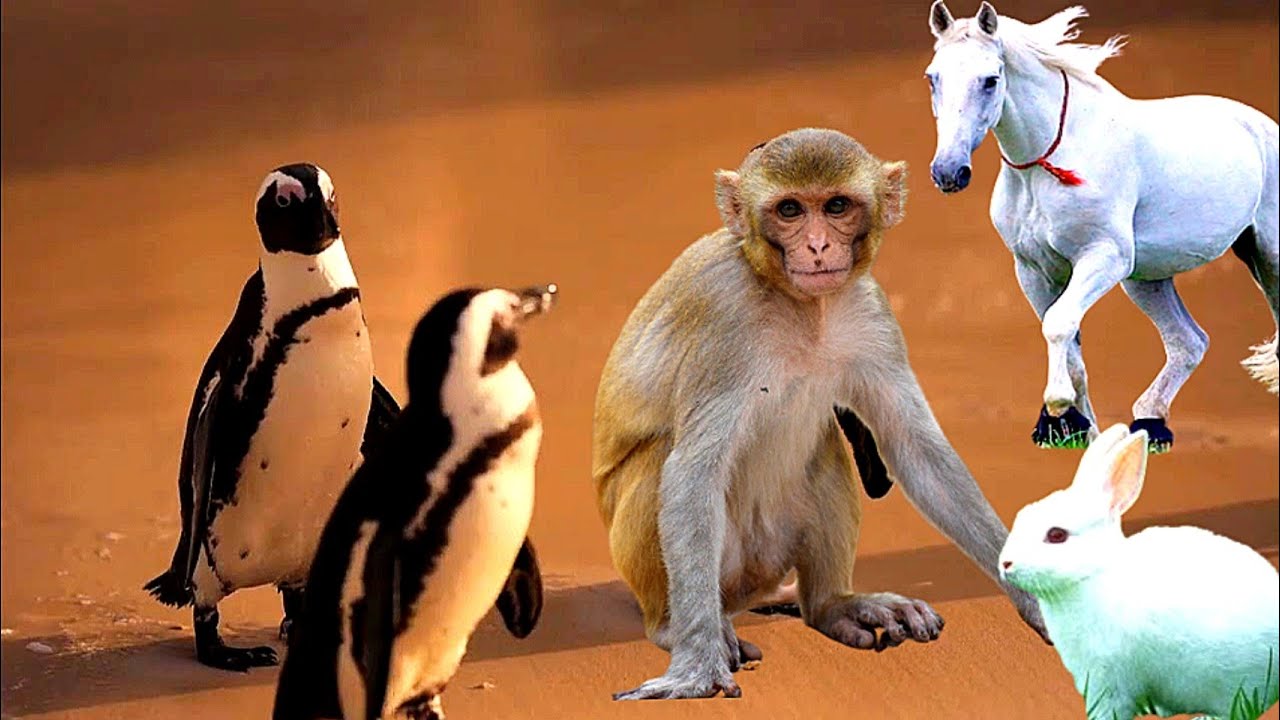 Funny moments between monkeys, horses, penguins, sheep, rabbits ...