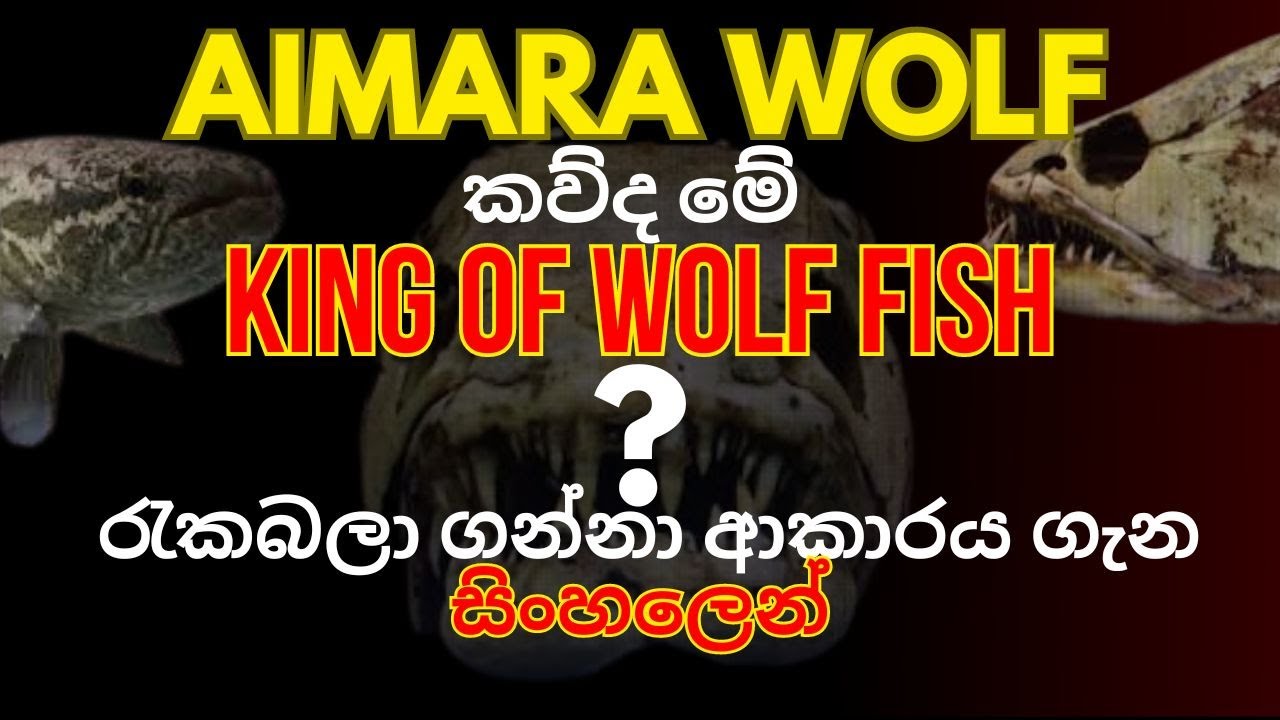 Aimara Wolf ගැන සිංහලෙන් | King of wolf fish - YouTube