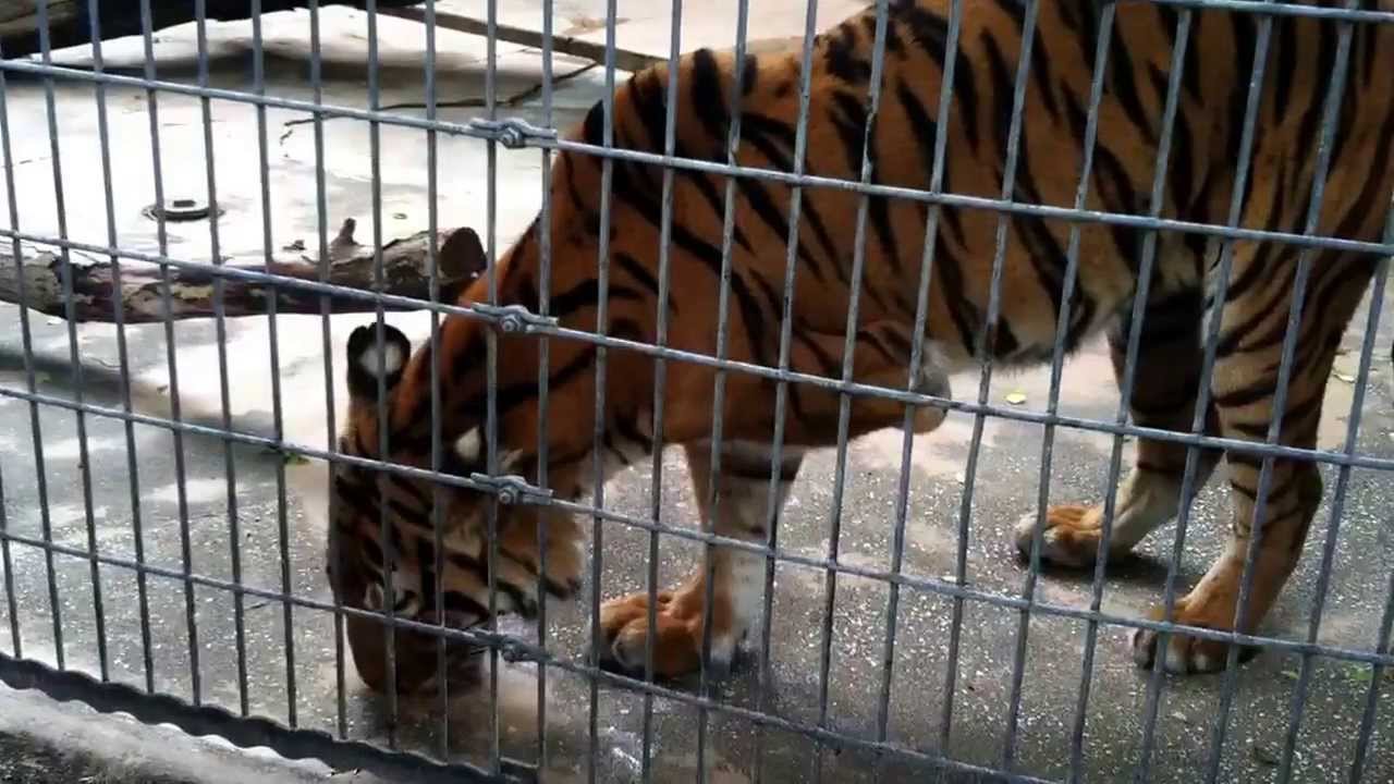 Three-legged Malayan Tiger - YouTube