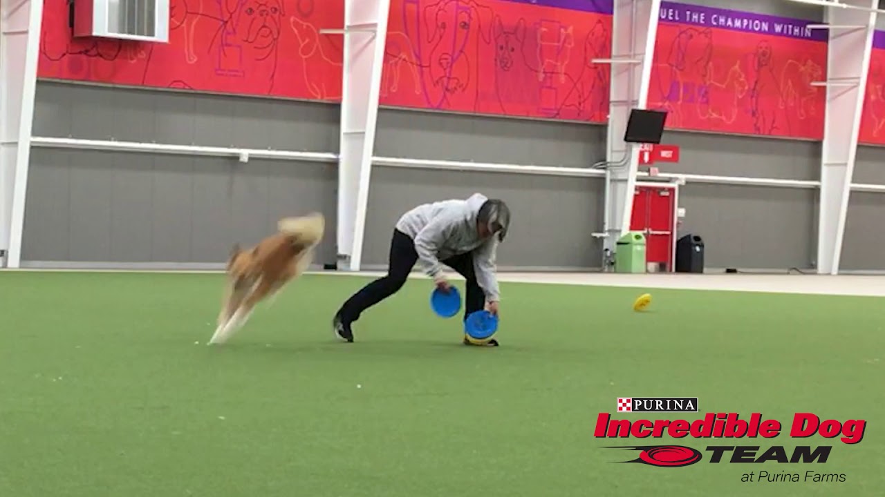 Purina Incredible Dog Team jam session with Trainer Deb and Kenna - YouTube