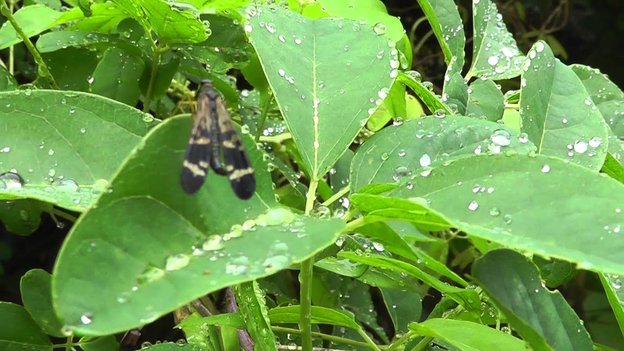 Beautiful Japanese Flying Insect - Unidentified - YouTube