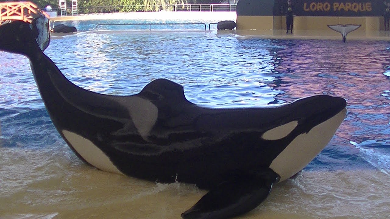 Face to face w/Keto & Adan - January 17, 2020 - Loro Parque, Spain ...