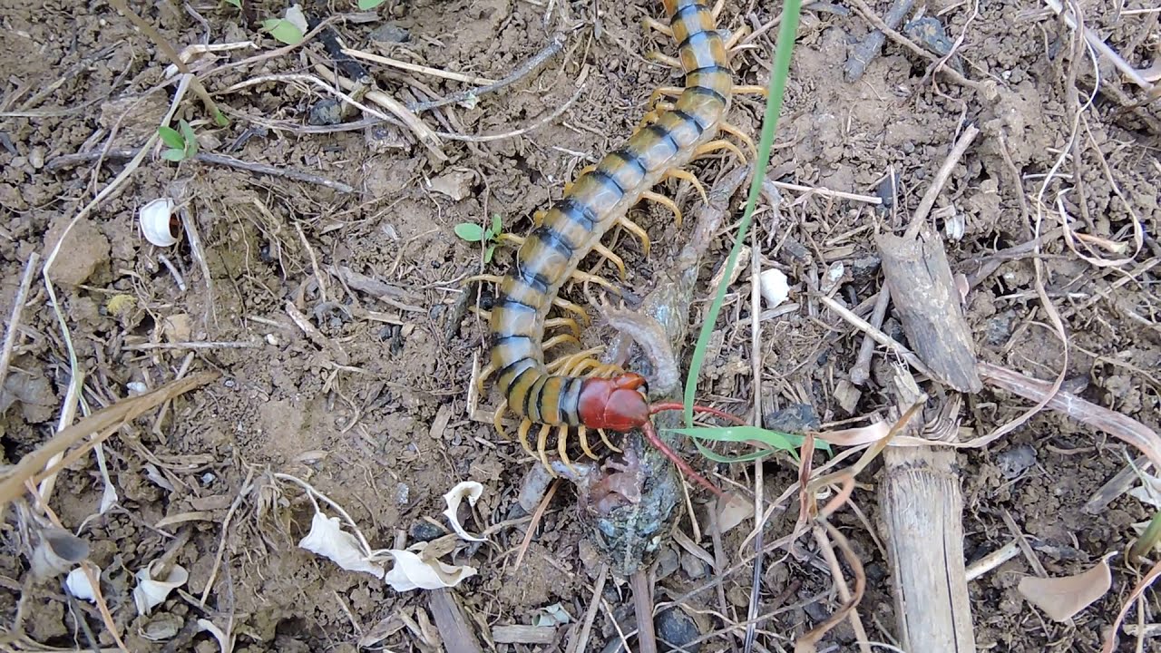 Red-headed Centipede | Scolopendra morsitans | eating a dead frog ...