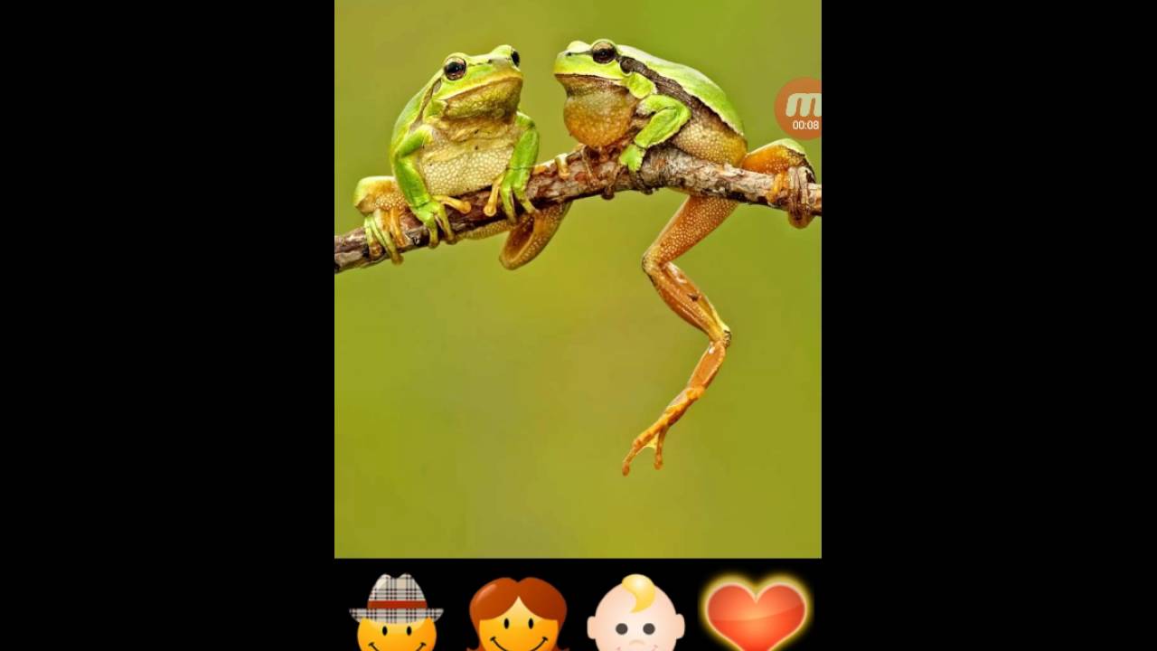 Zoola: Frog - YouTube
