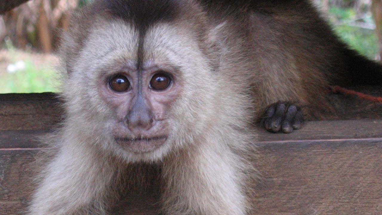 Weeper Capuchin (English dubbing) - YouTube