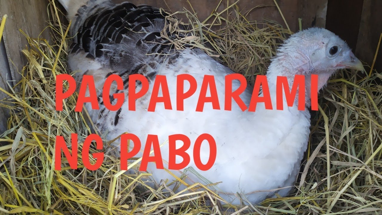 PAANO MAGPARAMI NG PABO - YouTube