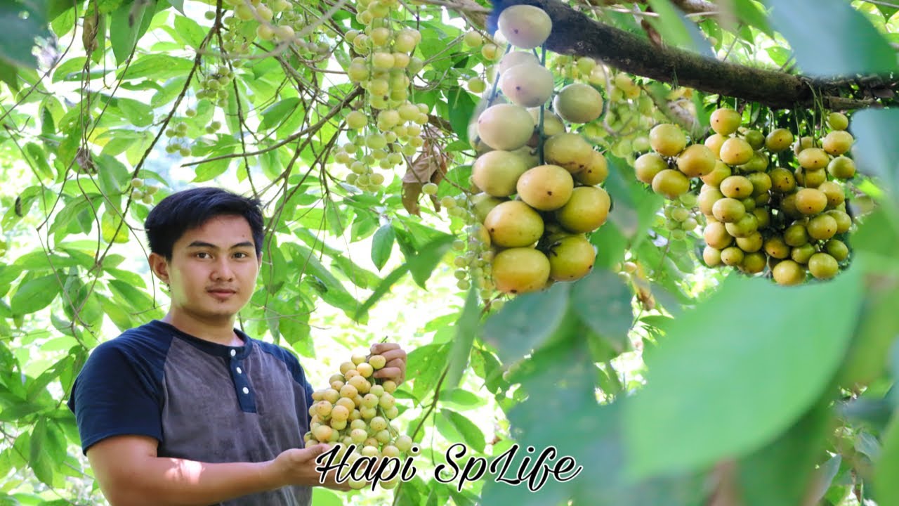 How to eaten Guest fruit with salt and papper So yummy, Hapi Splife ...