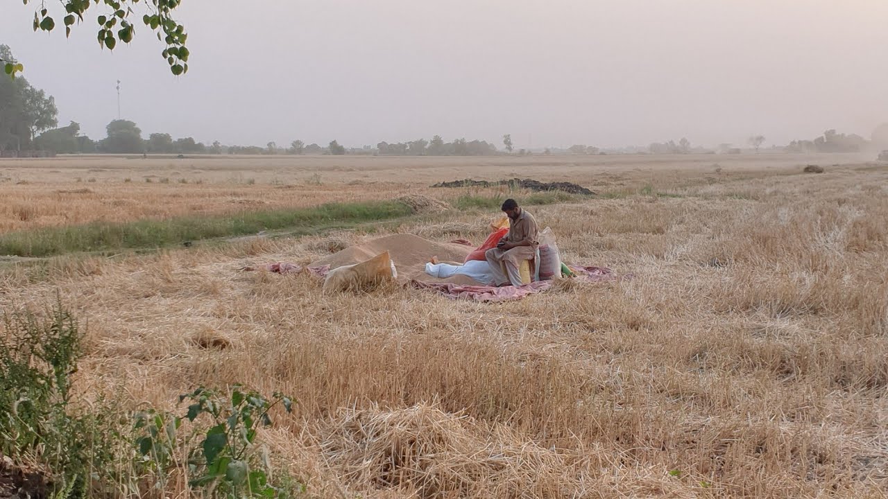Bird cuckoo titoli titeeri Red-wattled lapwing save ♥ 🥚 🐣 eggs - YouTube
