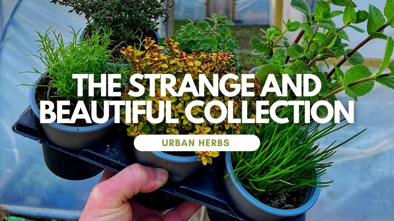 The Strange and Beautiful Herb Plant Collection. Why I think growing ...