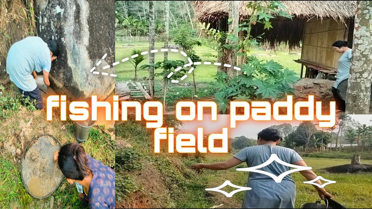 Fishing on paddy field II small fish II 🏡🏡 - YouTube