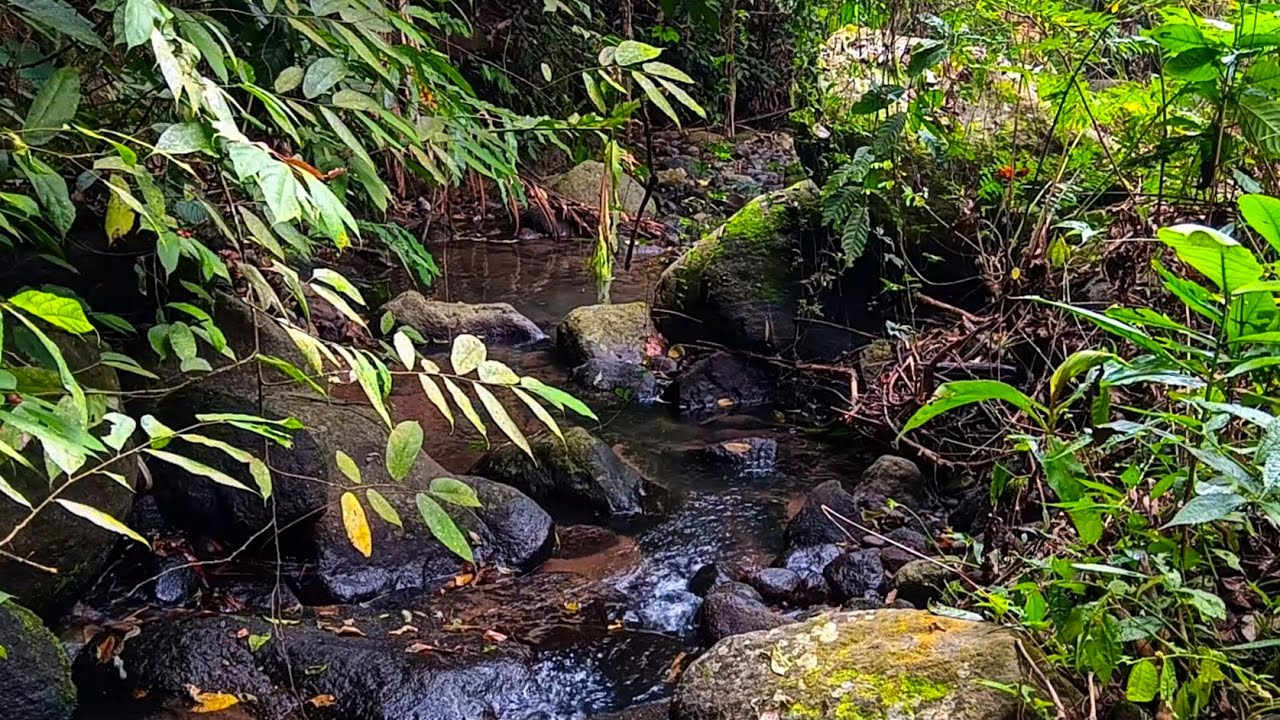 Rippling Water Noises and Crystal Clear Flow in Peaceful Nature and ...