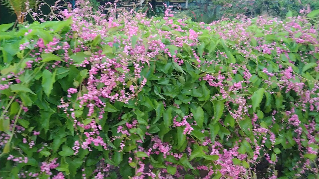 Bunga Air Mata Pengantin (AMP) makanan lebah madu - YouTube