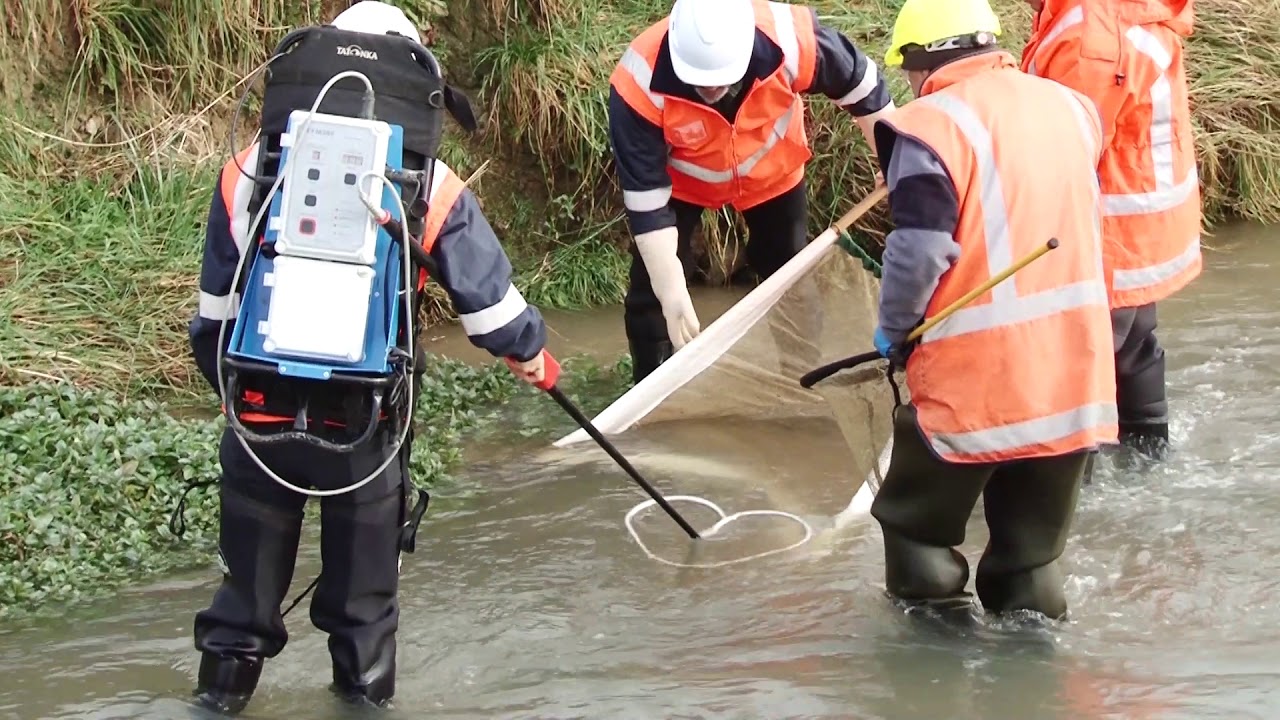 Fish capture and relocation - YouTube