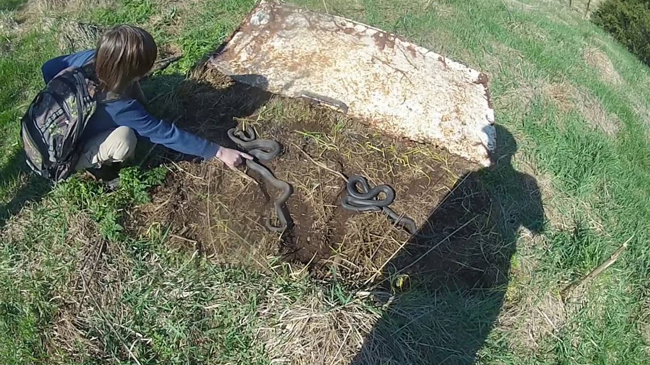 Flipping Tin Northern Black Racer - YouTube