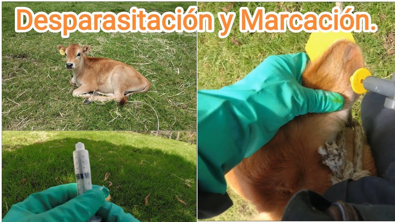 Desparasitación y Marcación en ternera lactante . #Ganaderíaymuchomás ...