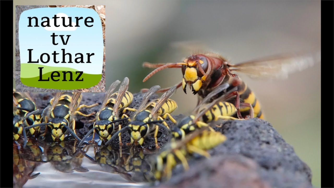 Nature tv - Cross-section of this program - YouTube