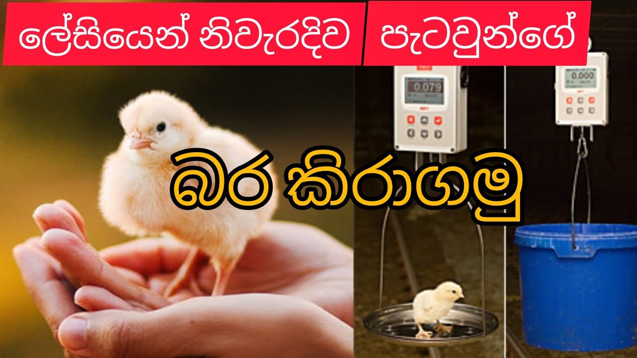 පැටවුන්ගේ බර කිරන හැටි. How to weigh chicks. #poultry #chicks #layer # ...