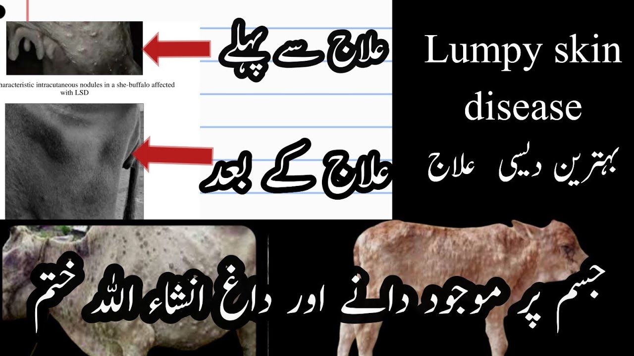 Best desi treatment of Lumpy skin disease II Ethnoveterinary treatment ...