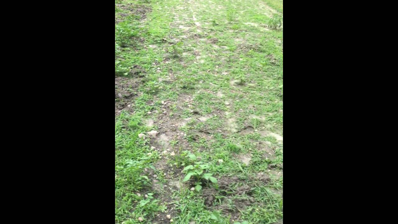 Potato Bug Killer - YouTube