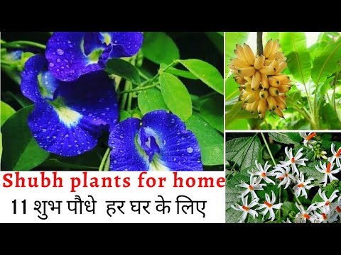 11 Best Shubh plants for every home | 11 शुभ पौधे हर घर के लिए ( Lucky ...