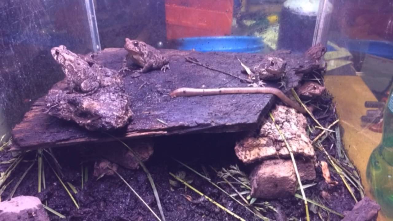 Nature: Quick Clip #1 Toad Terrarium (Time-Lapse) - YouTube