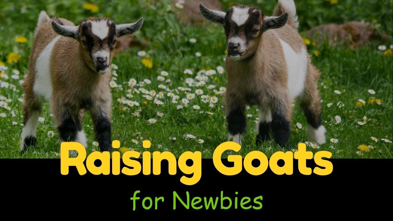 Raising Goats for Newbies. A Silly Beginner’s Guide to Goat Life. - YouTube