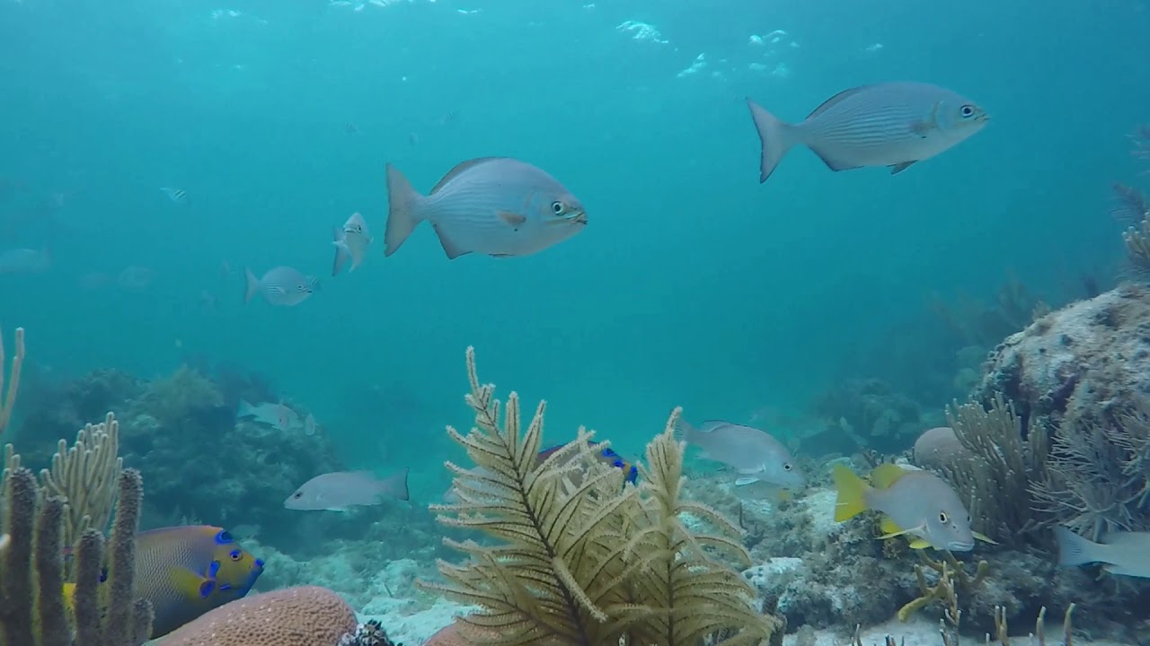 Florida Keys Coral Reefs : White Bank Dry Rocks Reef (part 3) - YouTube