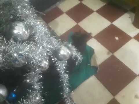 el Rey Neron y su arbol de navidad - YouTube