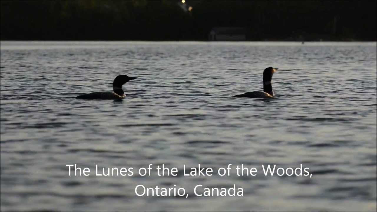 Loons Call - Beautiful sounds of nature - YouTube
