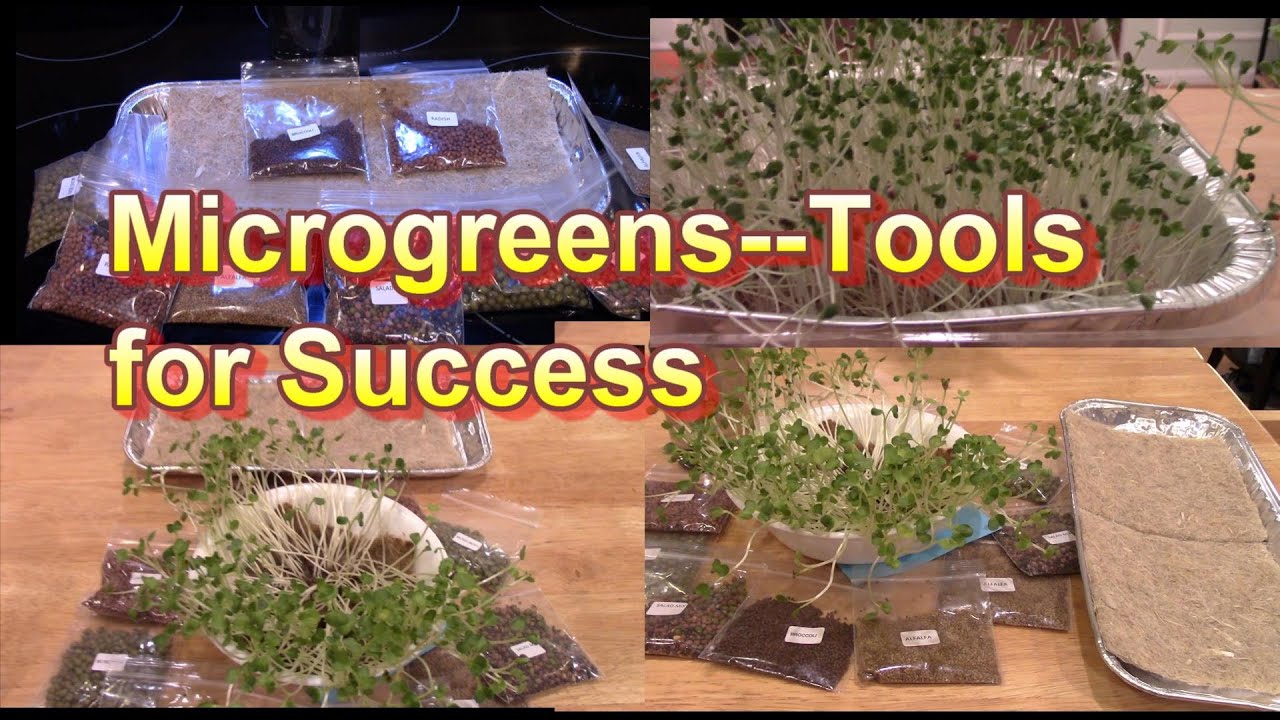 How to Grow Microgreens at Home, Video Two (Soil-less Growing Medium ...